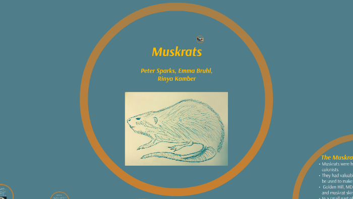 Muskrats by Peter Sparks on Prezi