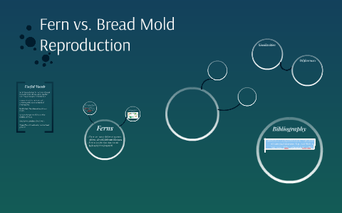 Fern vs. Bread Mold Reproduction by Rowan Grettenberg on Prezi