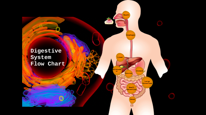 Digestive System Flow-Chart by Rabiya Shahid on Prezi