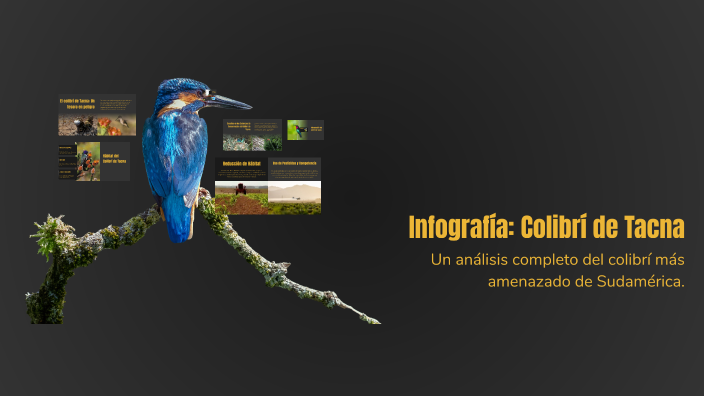 Infografía: Colibrí de Tacna by legendario Espía on Prezi