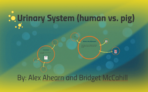 Urinary System (human vs. pig) by Bridget McCahill on Prezi