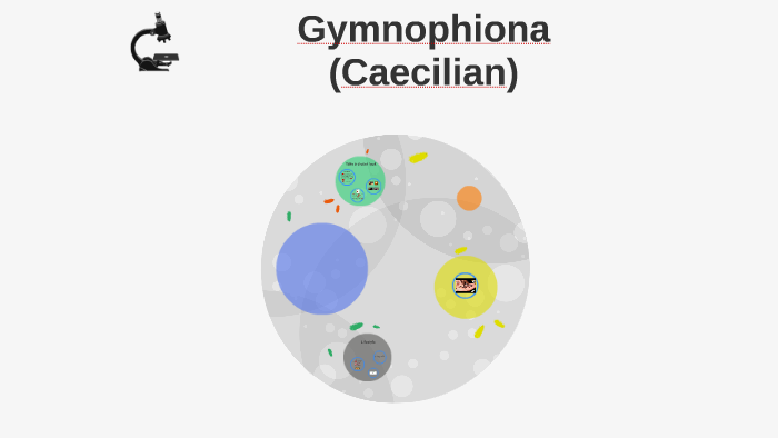 Gymnophiona (Caecilian) by Group Project