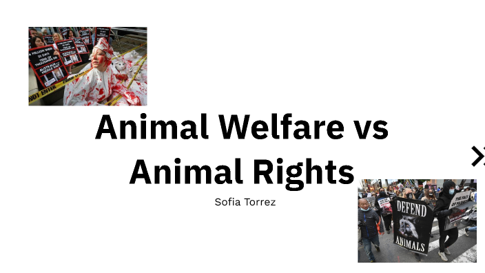 Animal Welfare vs Animal Rights by CIXPOPPER on Prezi