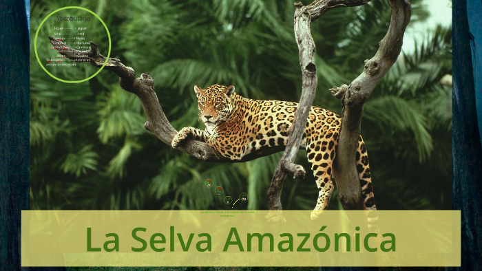 The Amazon Rainforest Presentation By Andrew Hopkins On Prezi