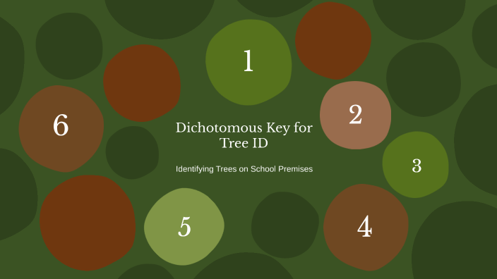 Dichotomous Key for Tree ID by Kimberly Hoskins on Prezi