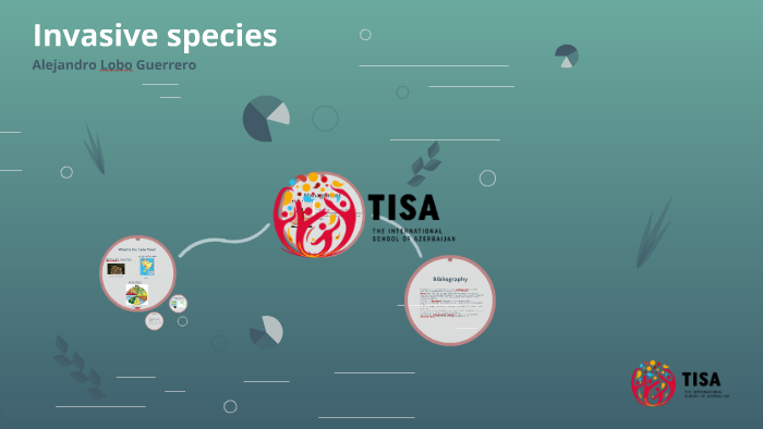 Invasive species: Cane toad by on Prezi