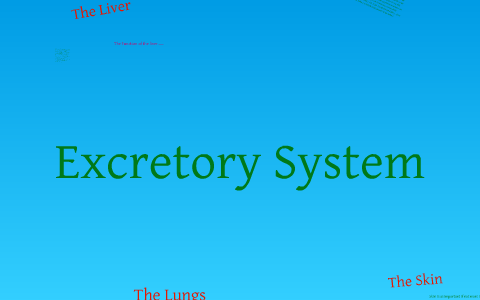 Excretory System by Excretory System on Prezi