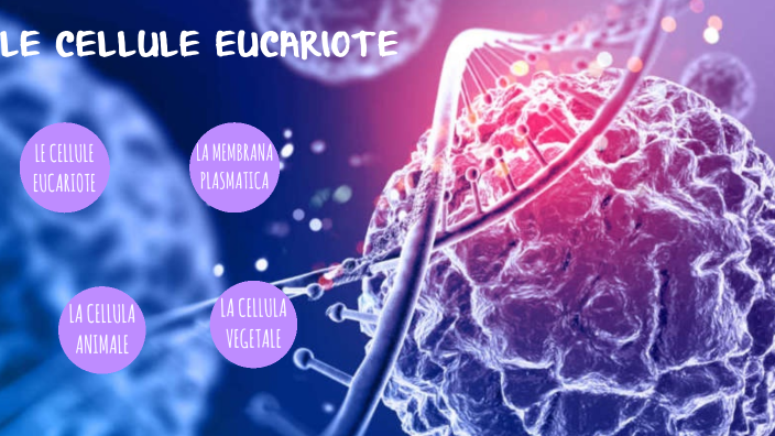 Le cellule eucariote by Sara Gerace on Prezi