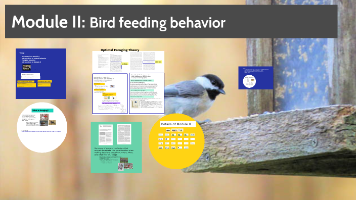 Module III: Bird feeding behavior by on Prezi