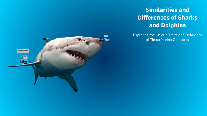 Similarities and Differences of Sharks and Dolphins by Brayden BenDavid ...