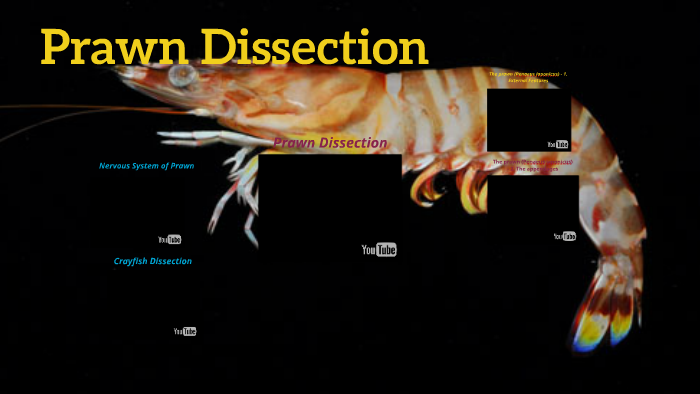 Prawn Dissection تشريح الجمبري by Souad Alsaqabi on Prezi