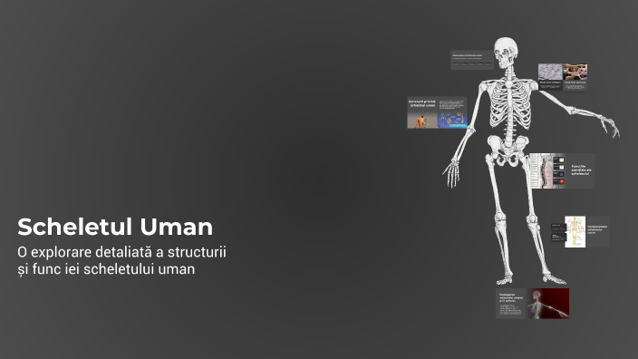 Scheletul Uman by Никита Величанский on Prezi