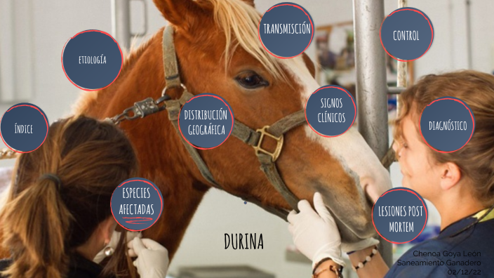 DURINA by Chenoa Leon on Prezi