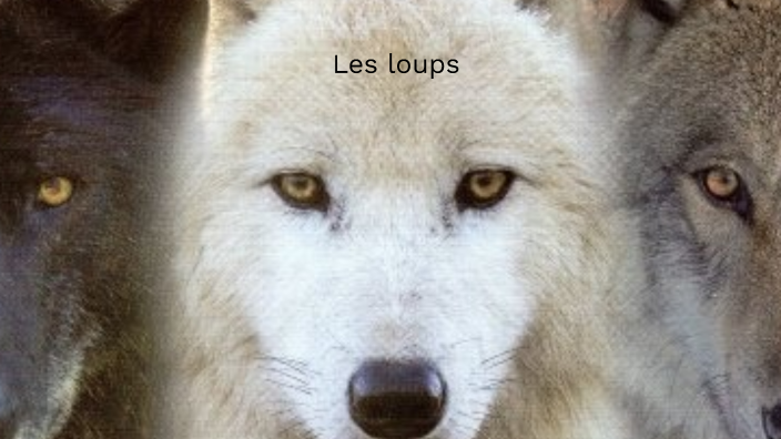 1er exposé Angélina Pinto--Amoros by Angélina Pinto--Amoros on Prezi