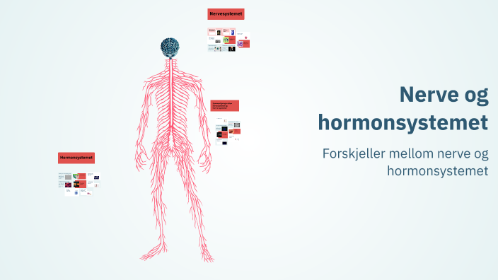 Nervesystemet Og Hormonsystemet