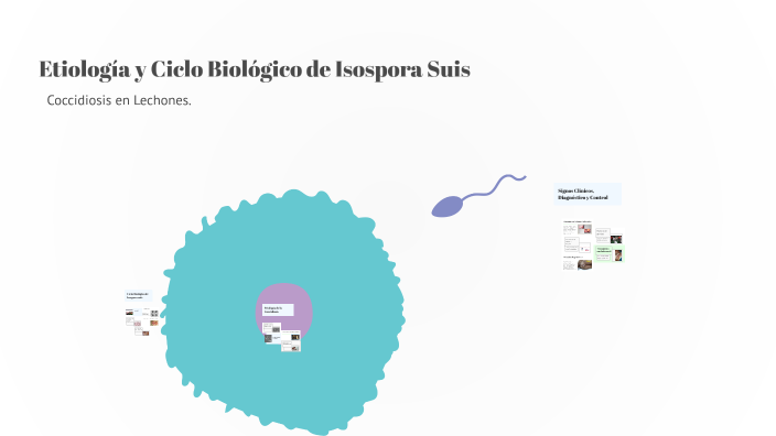 Etiología y Ciclo Biológico de Isospora Suis by Dominic Juliana Gómez ...
