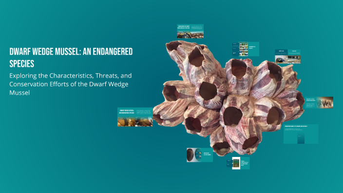 Dwarf Wedge Mussel: An Endangered Species by Ella Rodrigues on Prezi