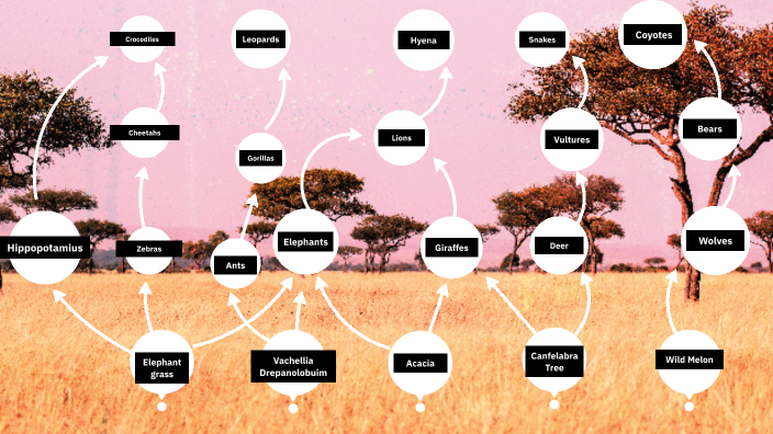 Food web, African Savanna Zoey by Zoey Lilly on Prezi