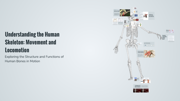 Understanding the Human Skeleton: Movement and Locomotion by SUSADHNA ...