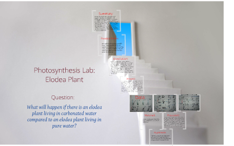 Photosynthesis Lab: Elodea Plant by Ricardo Gutierrez on Prezi