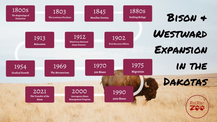 Bison & Western Expansion in the Dakotas by Greta Duren on Prezi