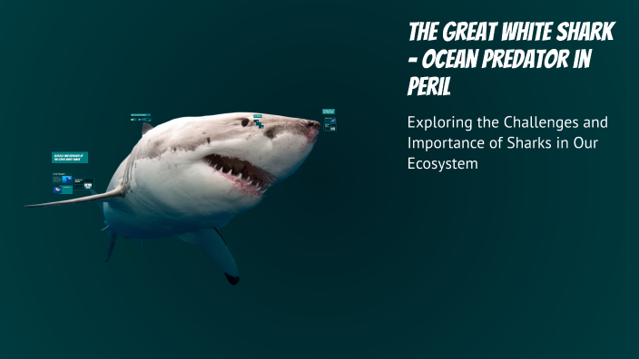 The Great White Shark – Ocean Predator in Peril by Diego Portillo ...