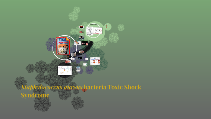 Staphylococcus aureus bacteria toxic shock syndrome by Peyton Gootsan ...