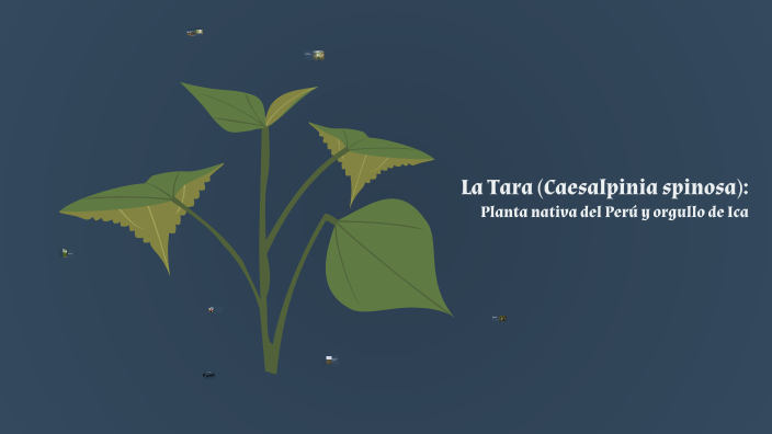 La Planta Tara: Un Tesoro Natural by Luana Amanda FALCONI JERI on Prezi