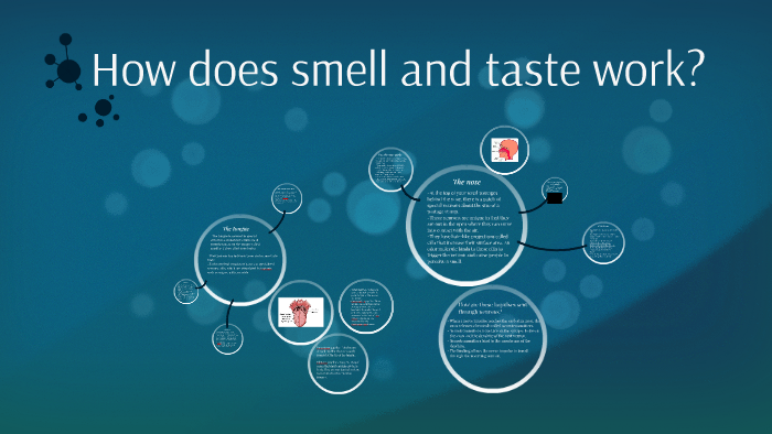 How does smell and taste work? by on Prezi