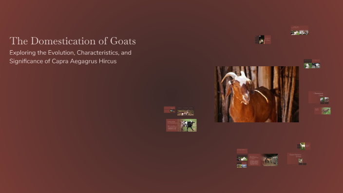 The Domestication of Goats by Yasir Naqash on Prezi