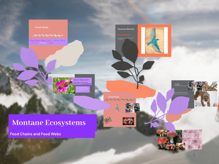 Montane Ecosystems by Brittney Streckley on Prezi