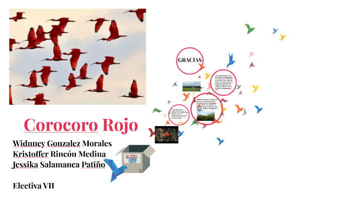 Corocoro Rojo by Kristoffer Rincón on Prezi