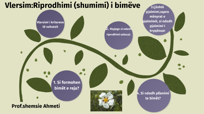Vlersim:Riprodhimi (shumimi) i bimëve by Shemsije Ajeti Ahmeti on Prezi