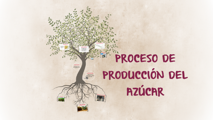 PROCESO DE PRODUCCIÓN DEL AZÚCAR by Fátima Pérez on Prezi