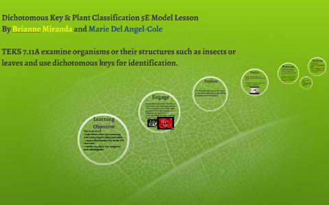 Dichotomous Key & Plant Classification 5E Model Lesson by Brianne ...