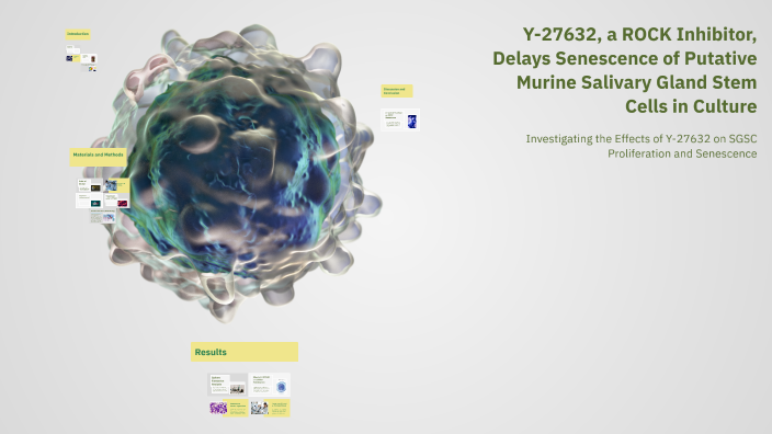 Y-27632, a ROCK Inhibitor, Delays Senescence of Putative Murine ...