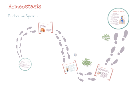 Homeostasis - Endocrine System by Luke Harding on Prezi