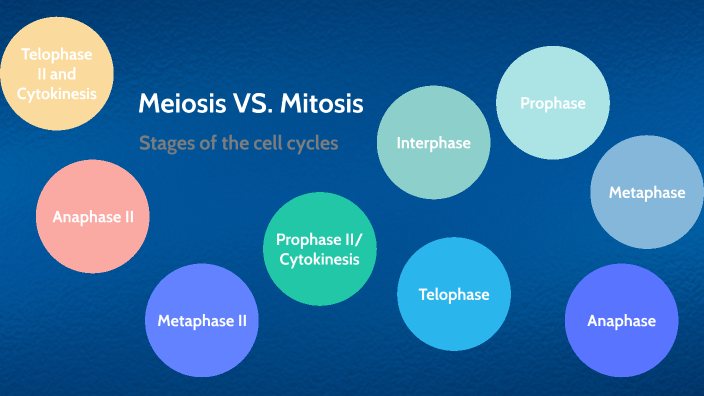 Creative Project Meiosis vs. Mitosis by j szews on Prezi