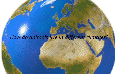 How Do Animals Live in Different Climates? by Gemma Workman on Prezi