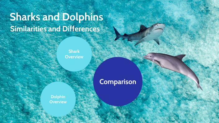 Sharks vs. Dolphins by Erin Riley on Prezi
