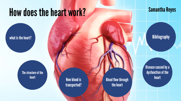 How does the heart work? by Samantha Reyes on Prezi