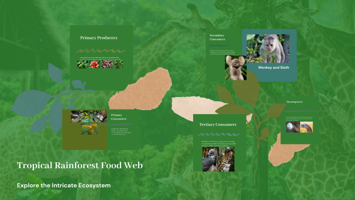 Tropical Rainforest Food Web by Jaideep Singh [STUDENT] on Prezi