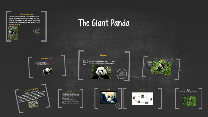 The Giant Panda by on Prezi