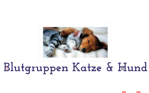 Blutgruppe by Robin Sippel on Prezi