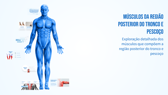 Músculos da Região Posterior do Tronco e Pescoço by CONFIRON on Prezi