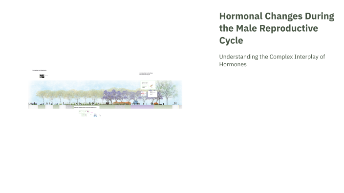 Hormonal Changes During the Male Reproductive Cycle by aqsa official on ...
