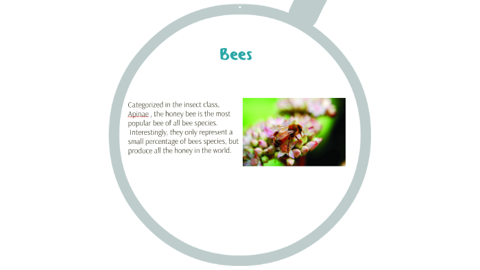 How Bees Impact The Environment by Ricky Wu on Prezi
