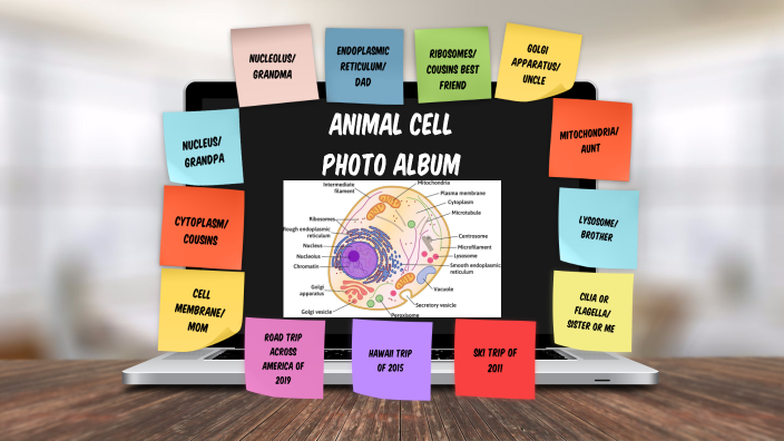 Photo Album of Animal Cell by Aubrey Barnard on Prezi