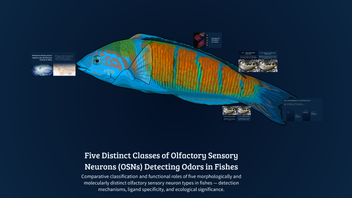 Five Distinct Classes of Olfactory Sensory Neurons (OSNs) Detecting ...
