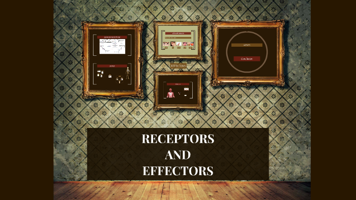 EFFECTOR ORGANS and MUSCULAR/SKELETAL SYSTEM by Daniel Pizarro Aguilar ...